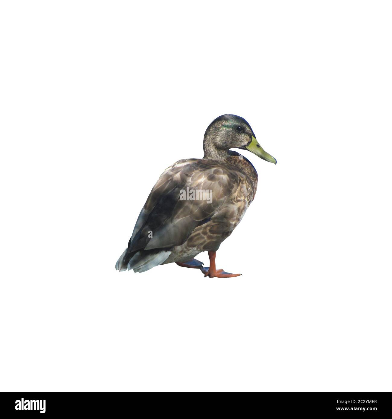 photo of a duck, isolated on white Stock Photo - Alamy