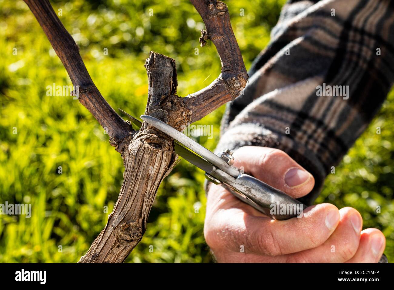 Close-up of a winegrower hand. Prune the vineyard with professional ...