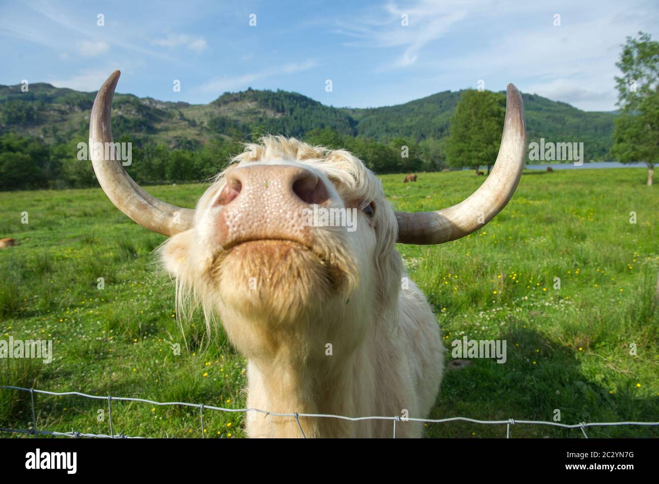 Platinum White Highland Cow High Resolution Stock Photography and ...