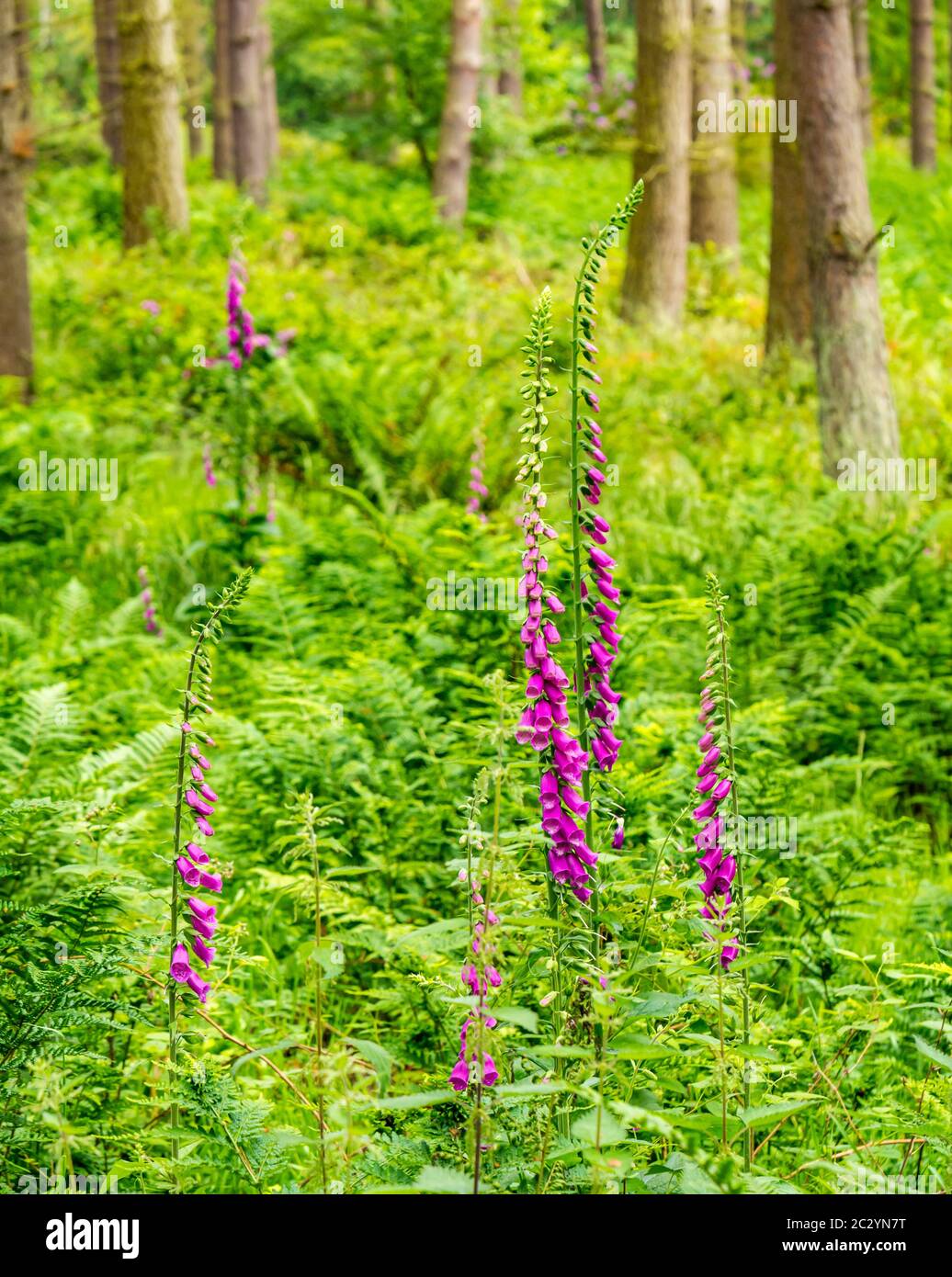 Woodland with dense pine trees, ferns, bracken and purple foxgloves ...