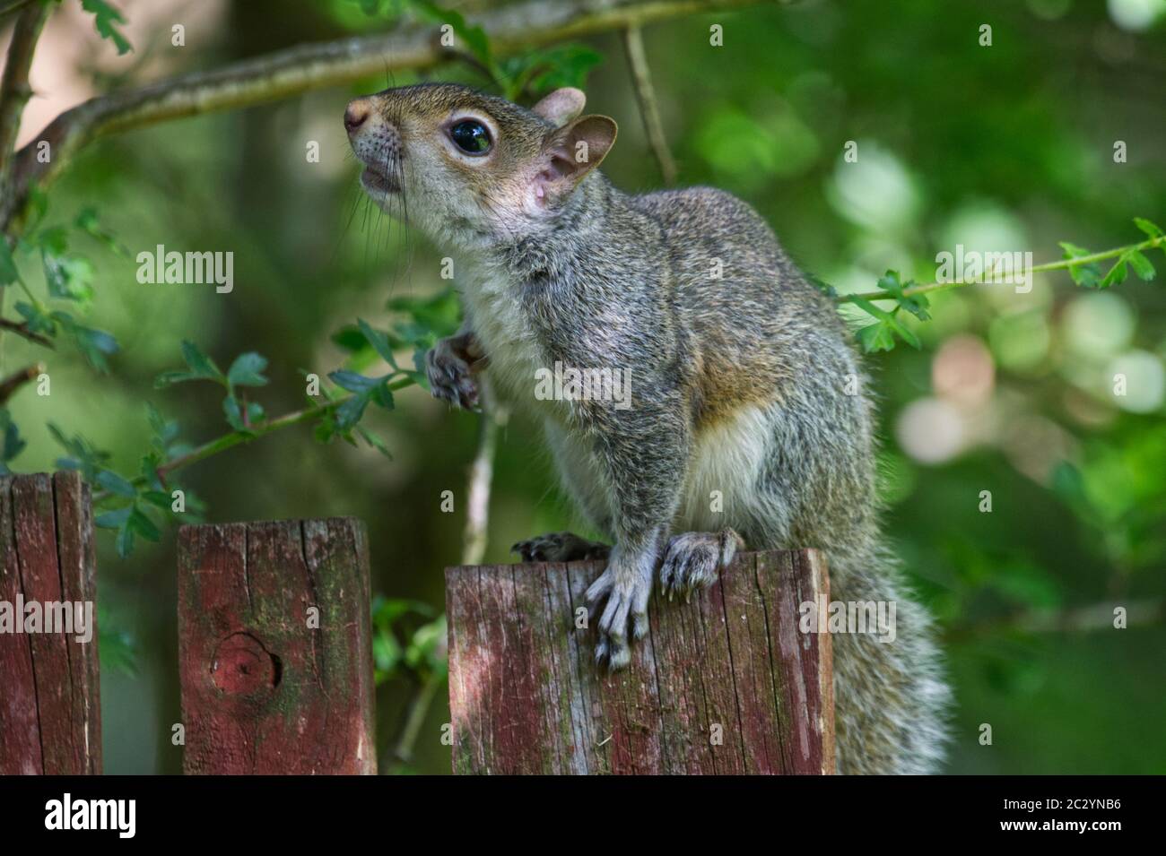 Eastern gray squirrel Stock Photo - Alamy