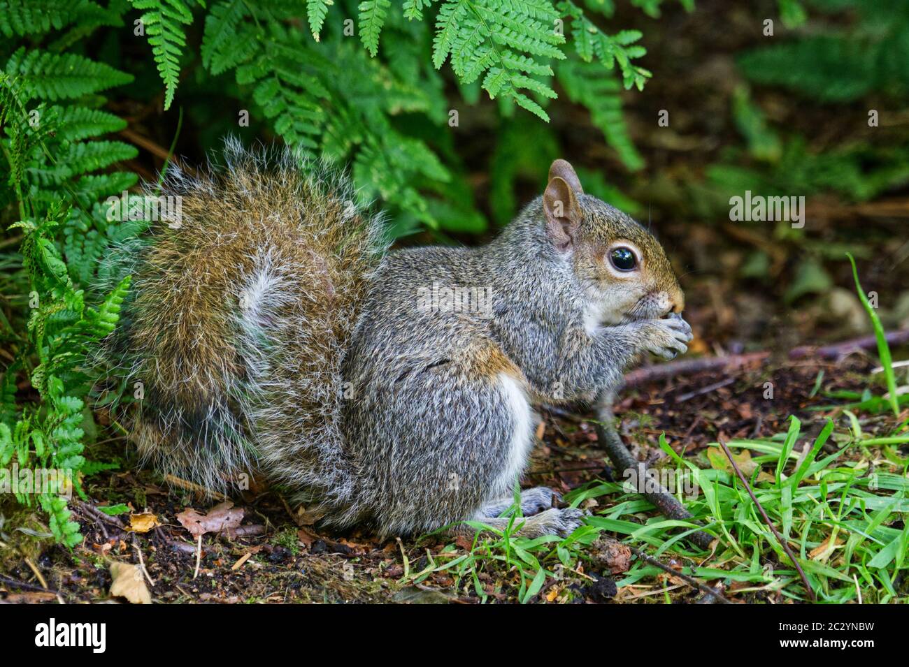 Eastern gray squirrel Stock Photo - Alamy