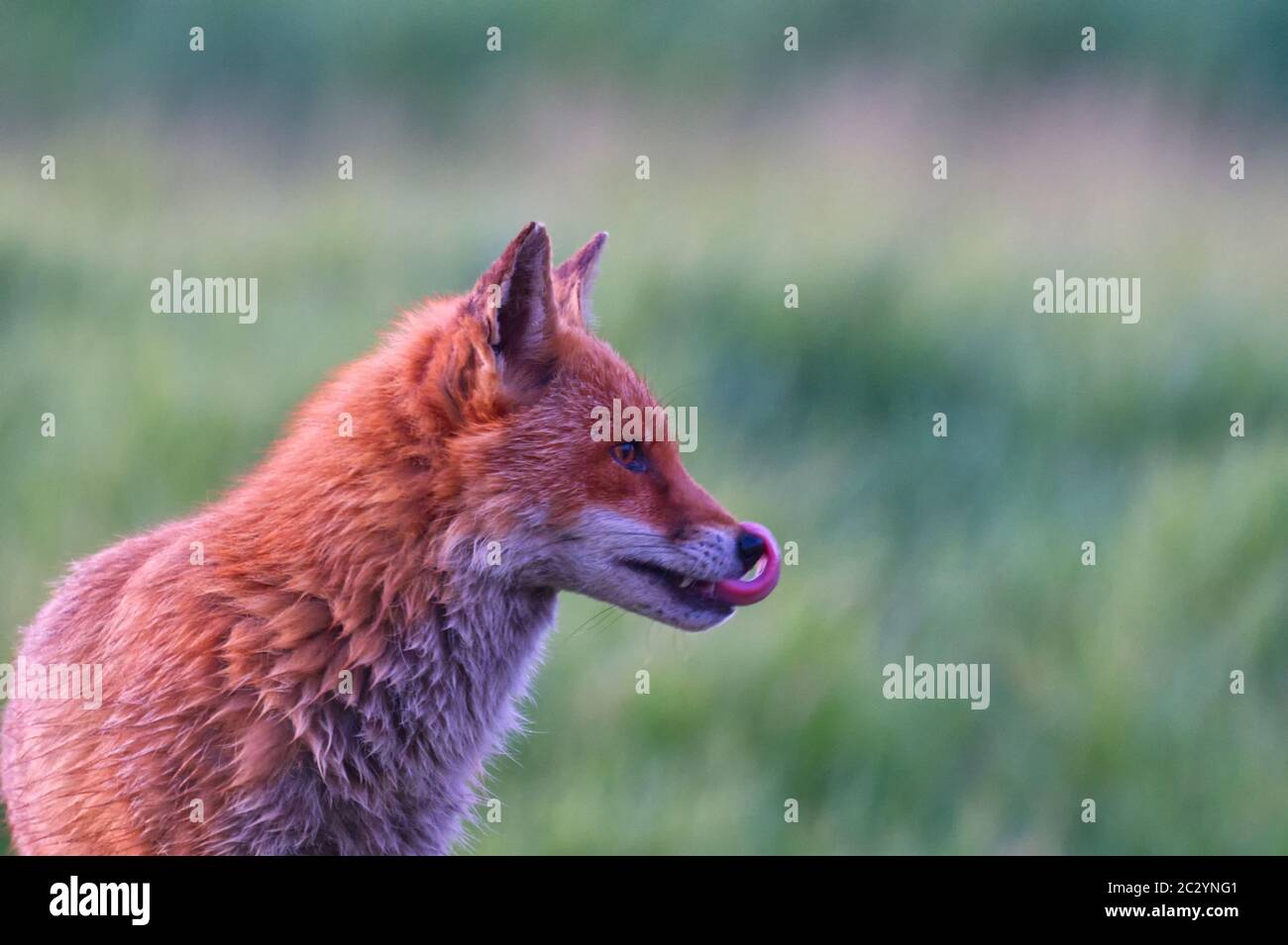 Fox licking lips hi-res stock photography and images - Alamy