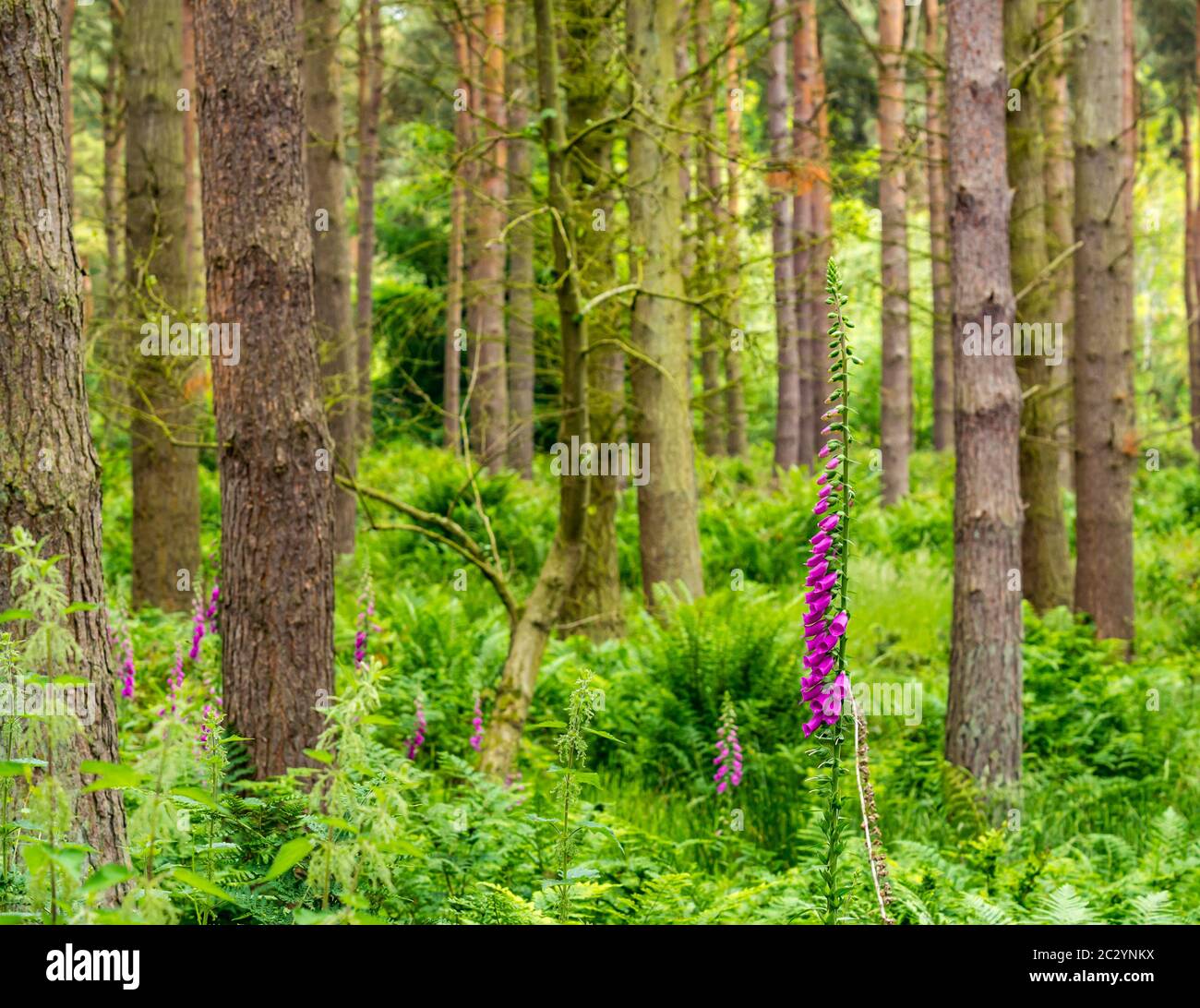Woodland with dense pine trees, ferns, bracken and purple foxgloves ...
