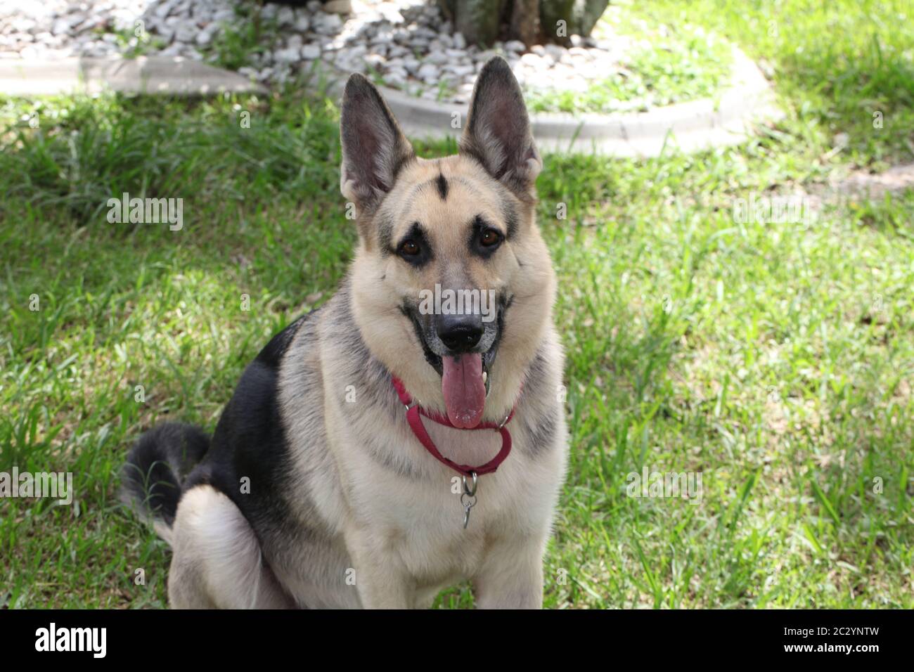GERMAN SHEPARD DOG Stock Photo - Alamy