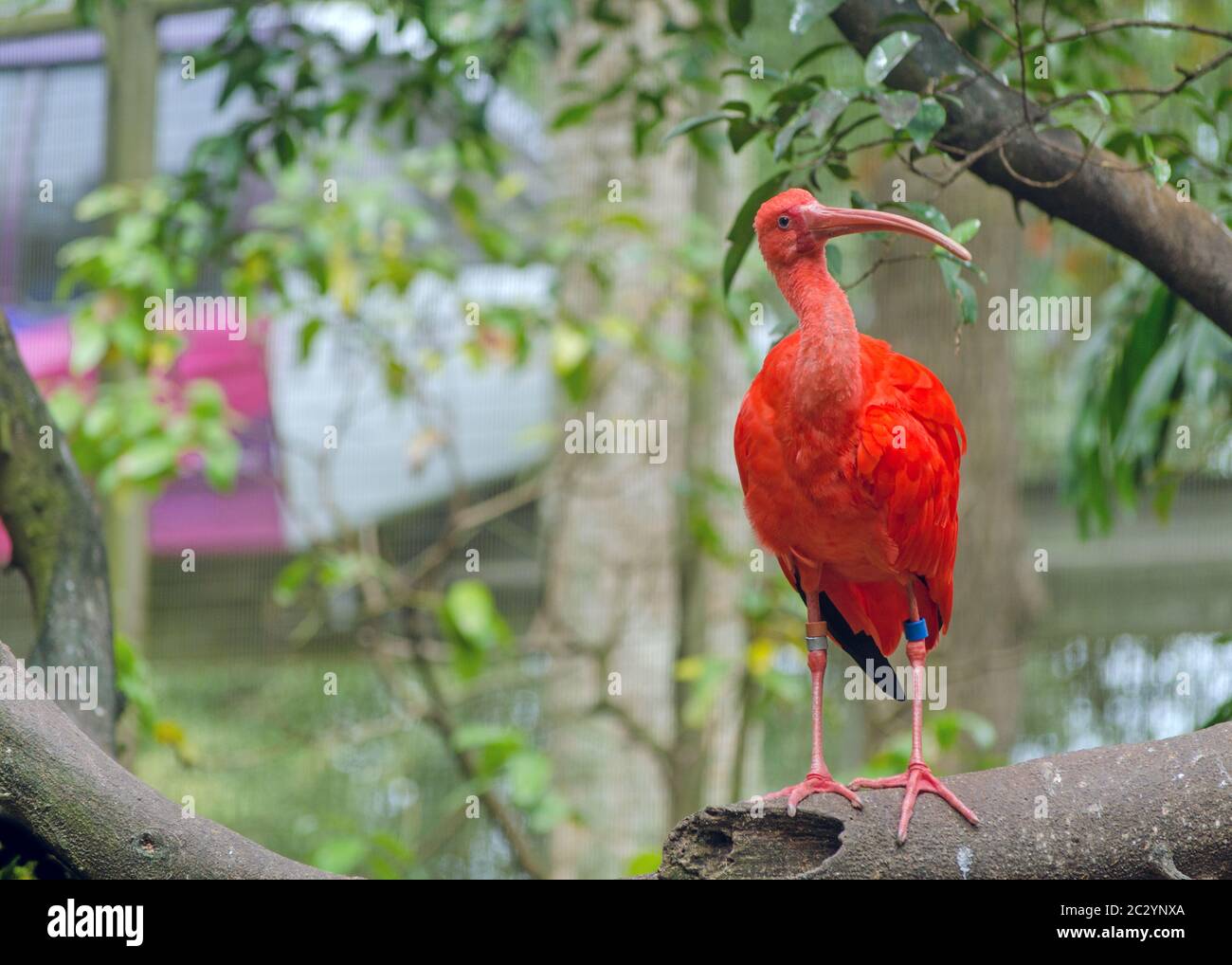 Scarlet ibis sitting on a branch in a zoo Stock Photo - Alamy