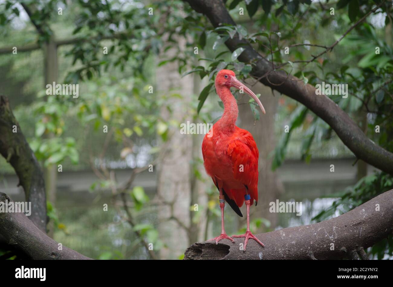 Scarlet ibis natural hi-res stock photography and images - Alamy