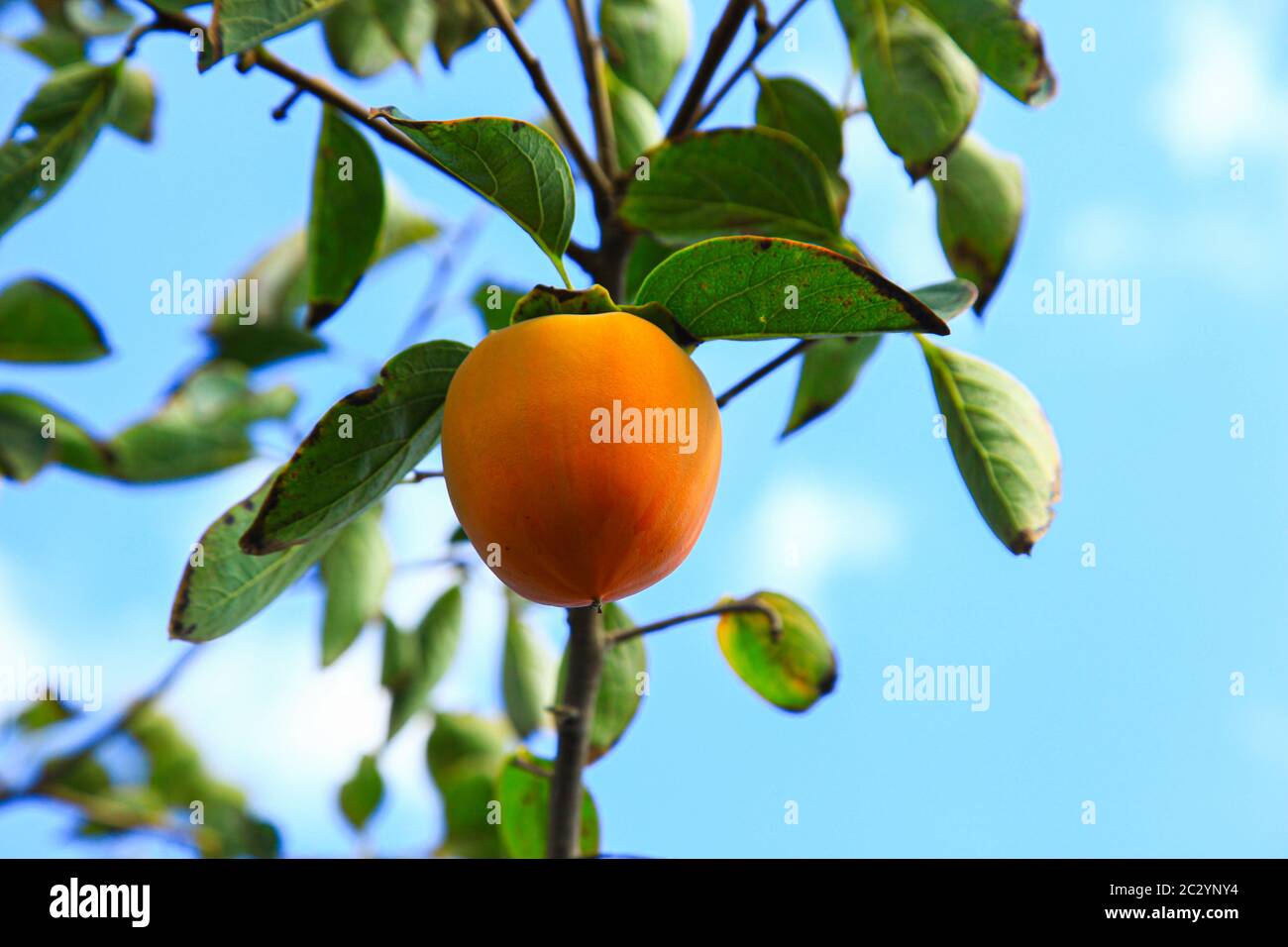 Date plum hi-res stock photography and images - Alamy