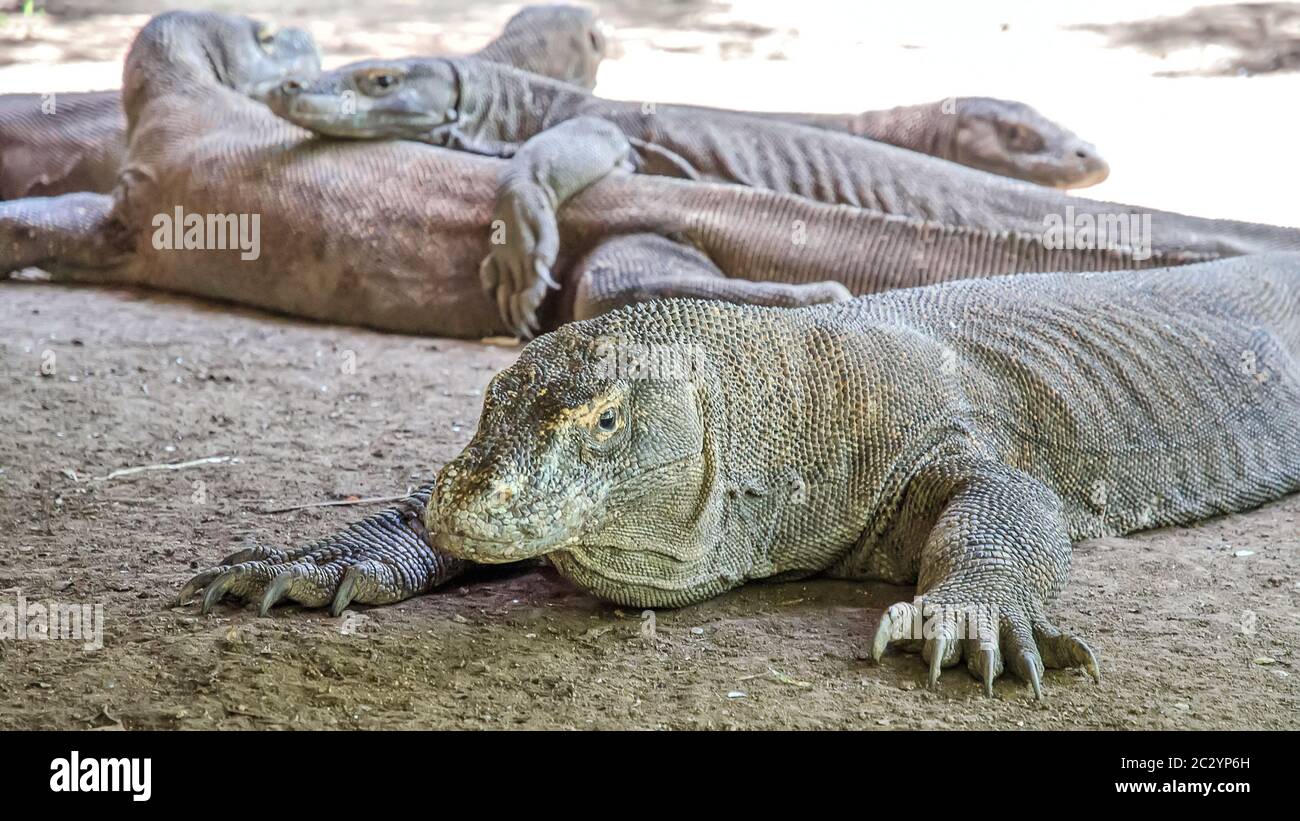 Most real dragons in their natural habitat on the island of Komodo ...