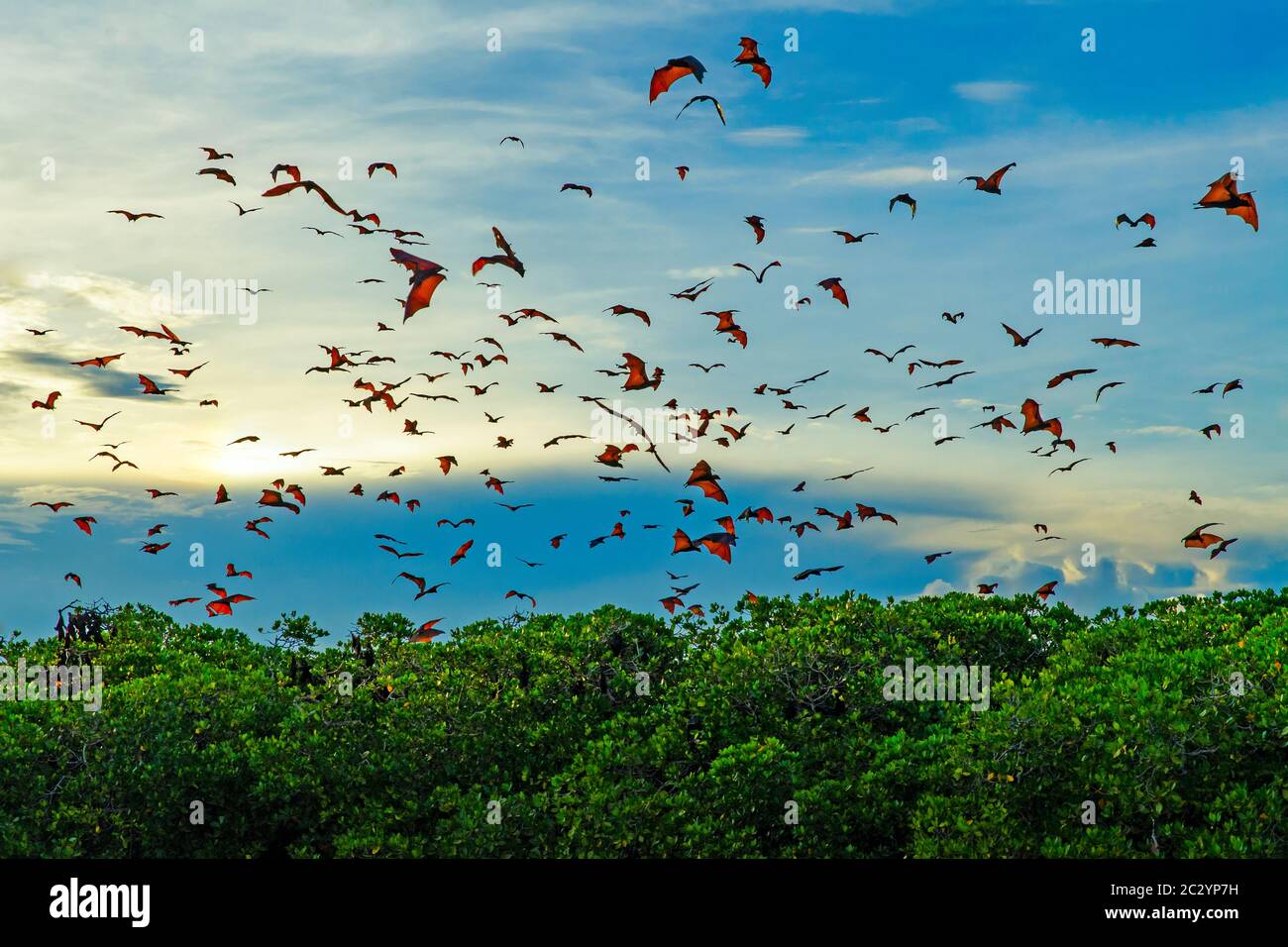 Flying foxes (bats) in the blue sky near Komodo Island. Indonesia Stock ...