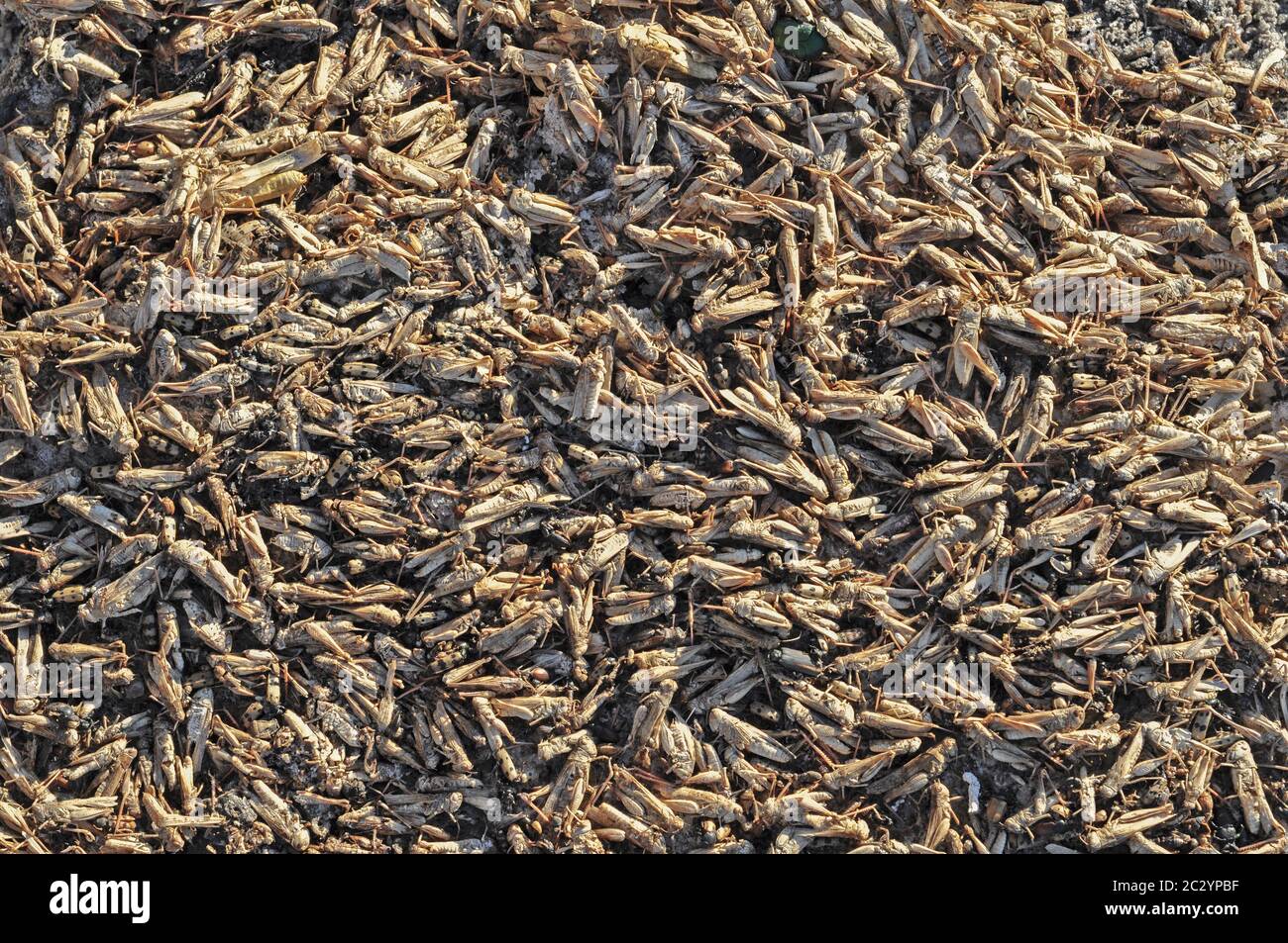 Dead locusts on the bottom of a dried salt lake Stock Photo - Alamy