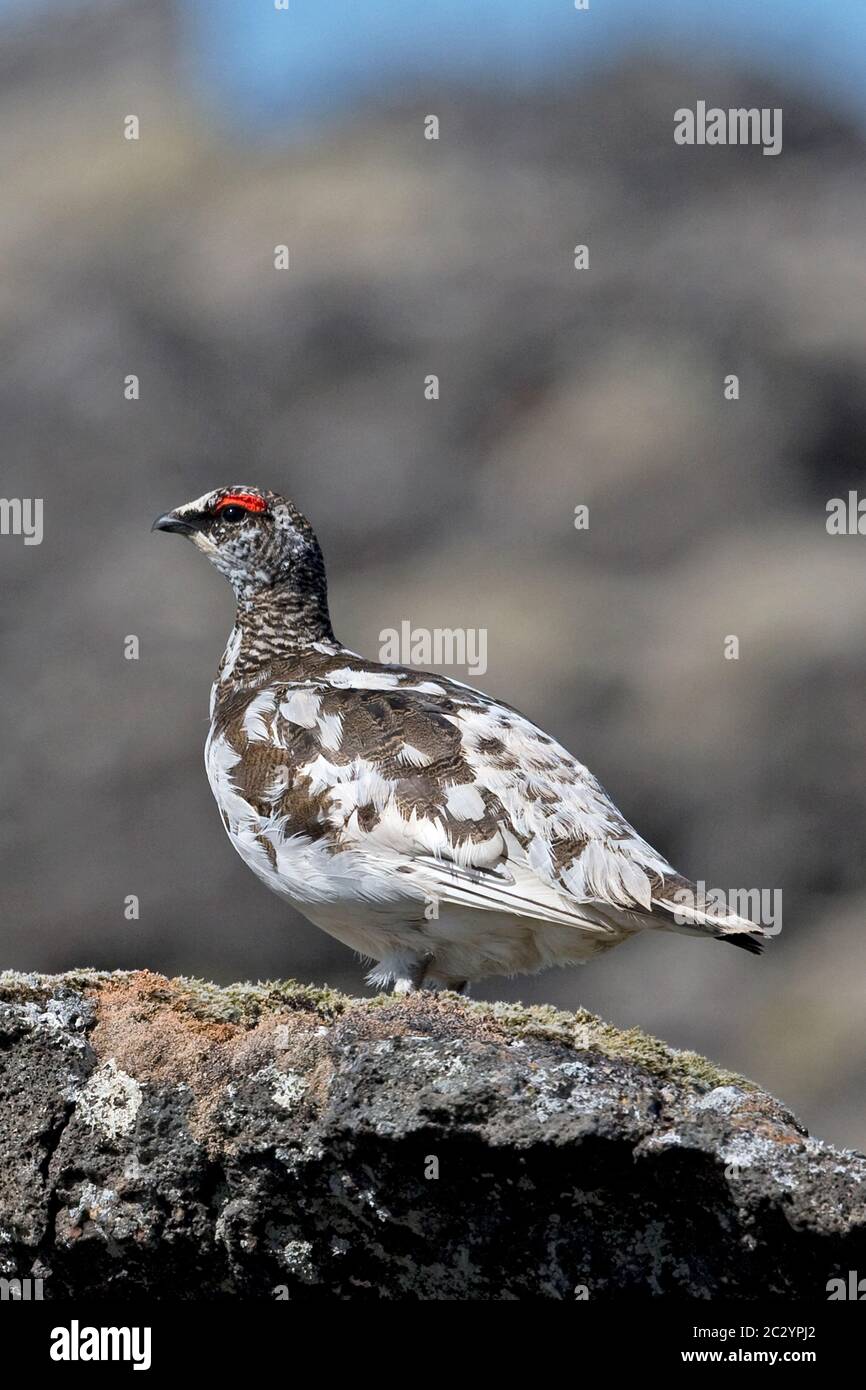Ptarmigan (Lagopus muta Stock Photo - Alamy