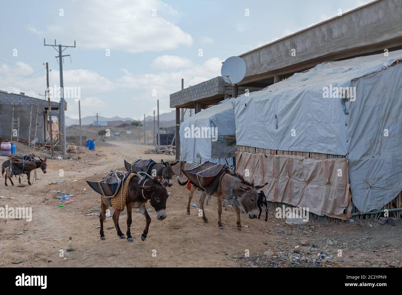 Hard working donkey in small Afar muslim village in Afar Triangle ...