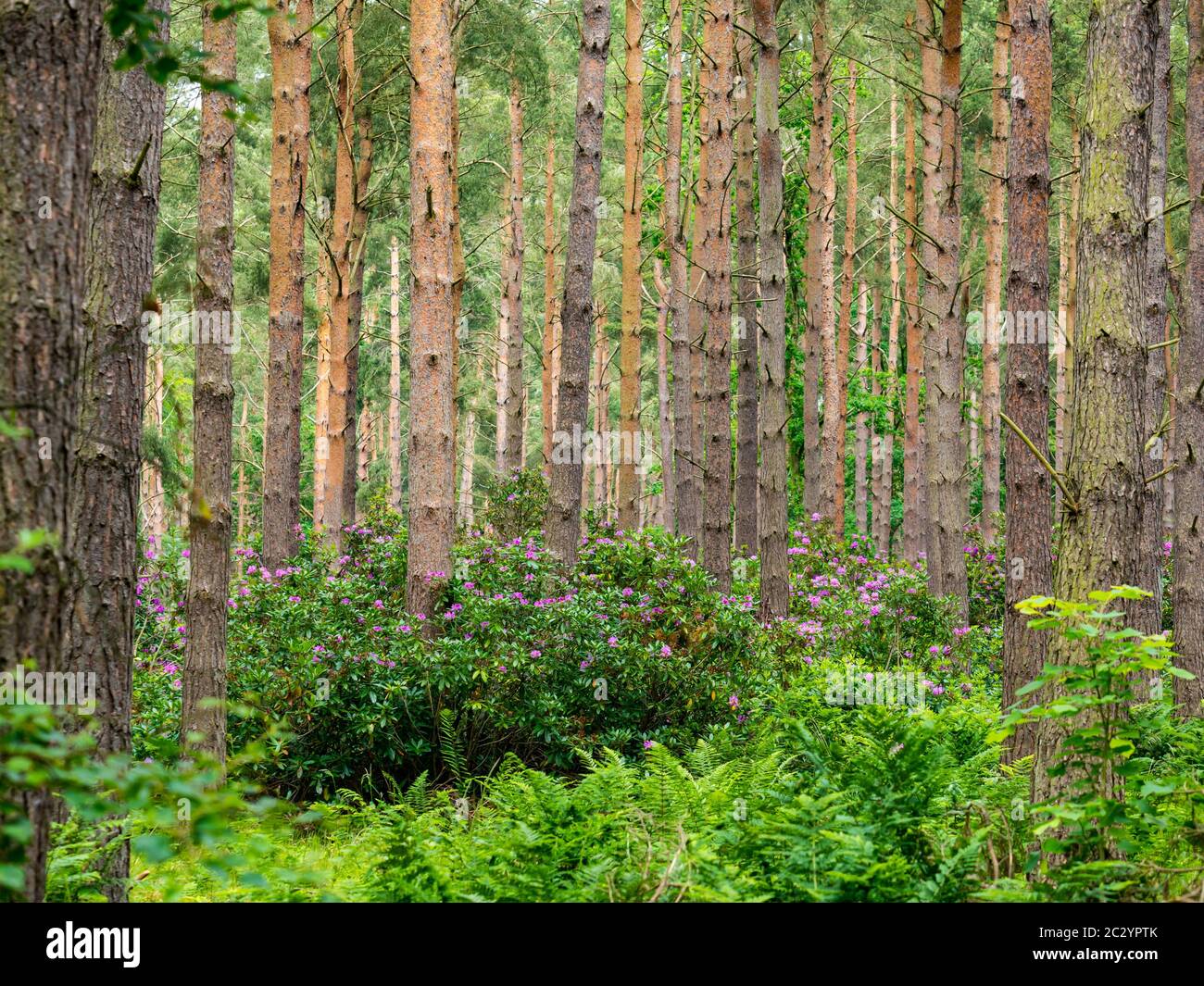 Woodland with dense pine trees and rhododendron bushes in flower ...