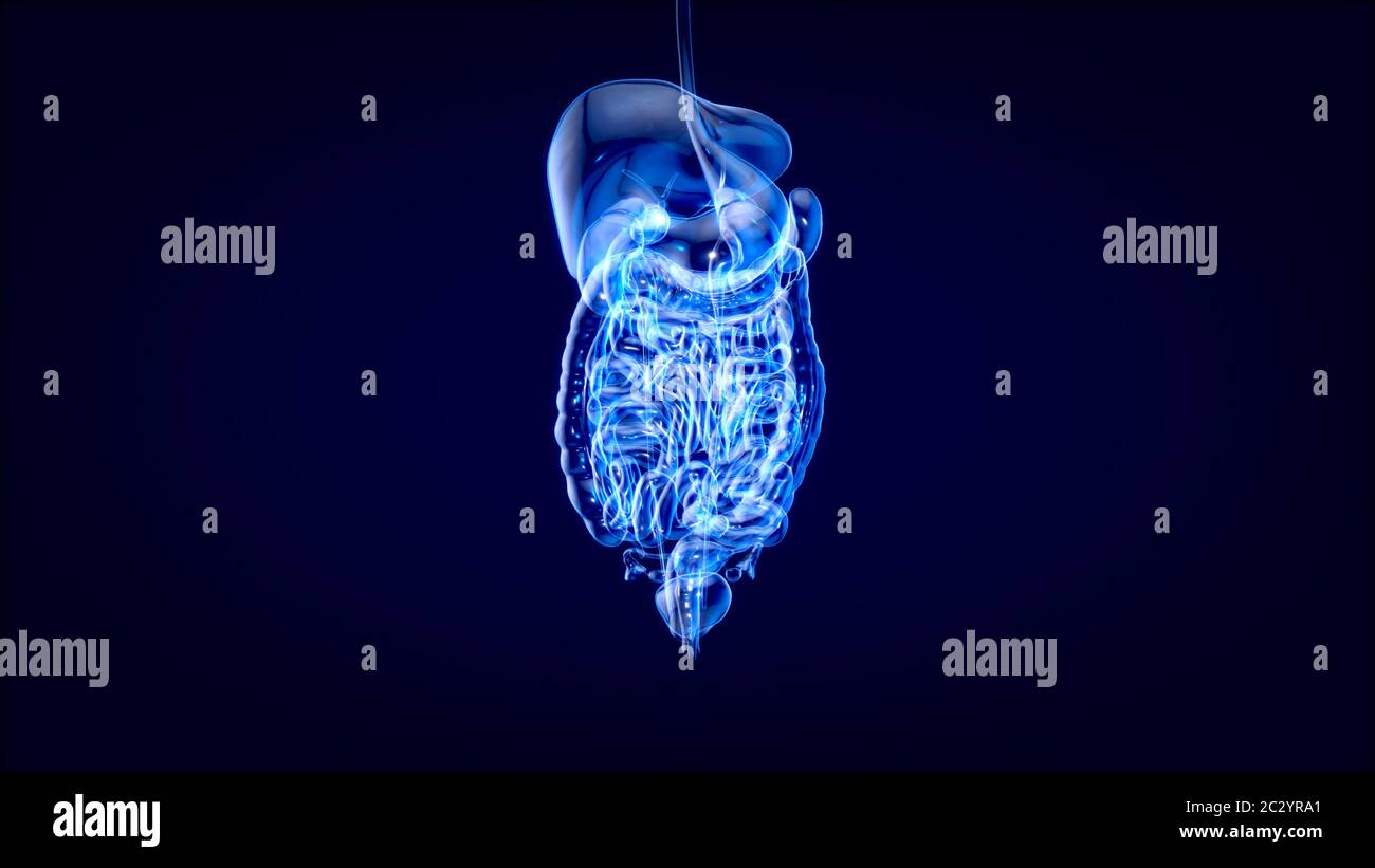 3D concept design of a digestive system Stock Photo - Alamy