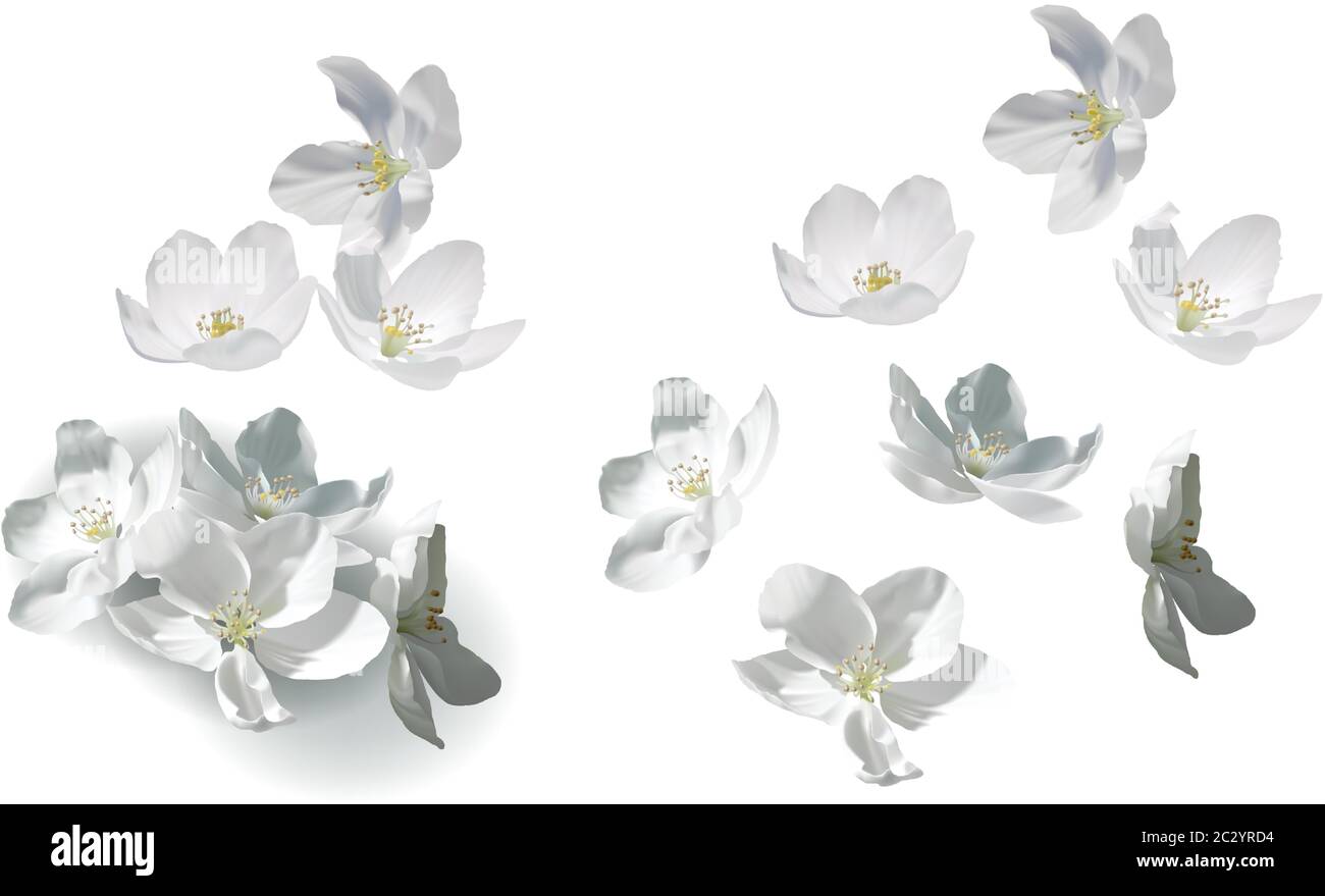 Jasmine Flower Drawings Realistic