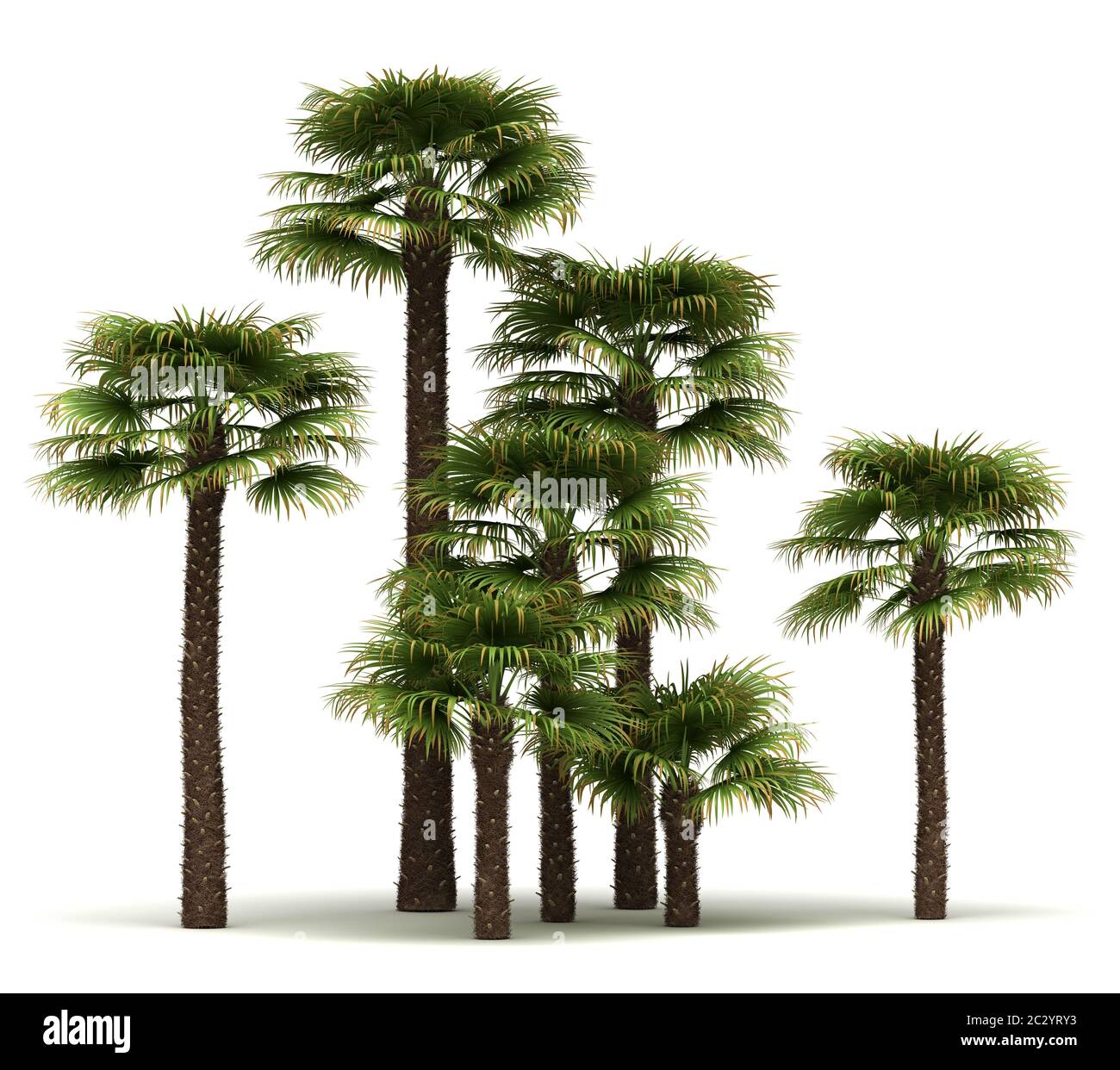 Windmill Palm Trees (isolated on white background Stock Photo - Alamy