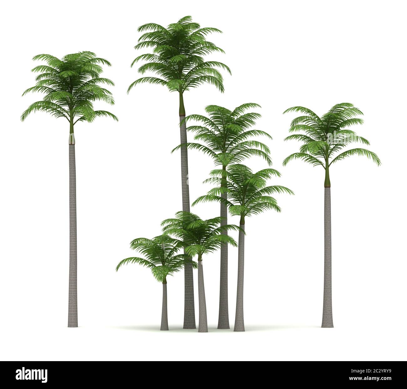 Alexander Palm Trees (isolated on white background Stock Photo - Alamy