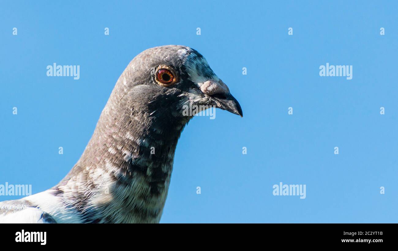 A close-up shot of the head and eye of a feral pigeon Stock Photo - Alamy