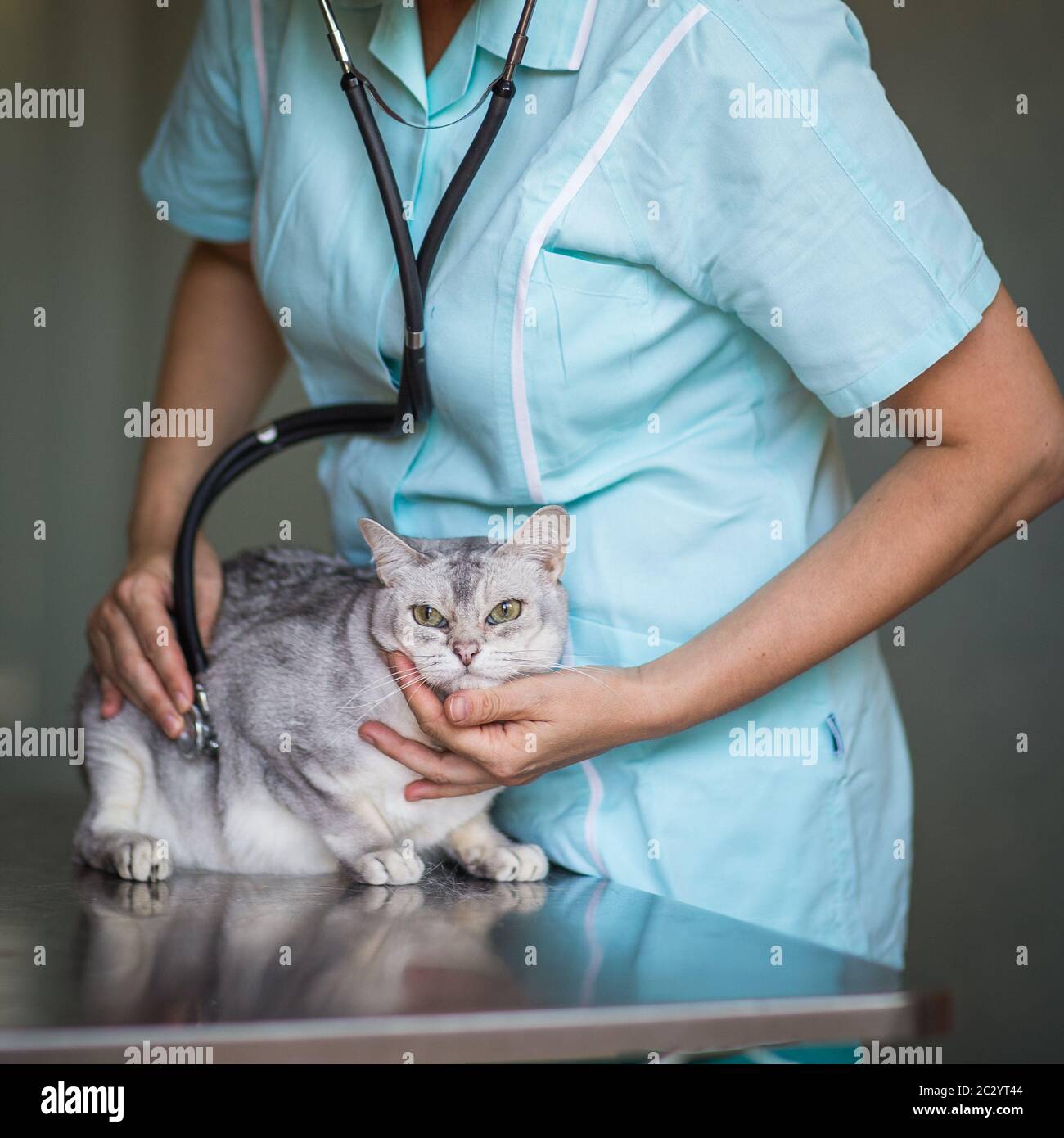 Sick cat waiting for treatment in cage of veterinarian clinic Stock ...
