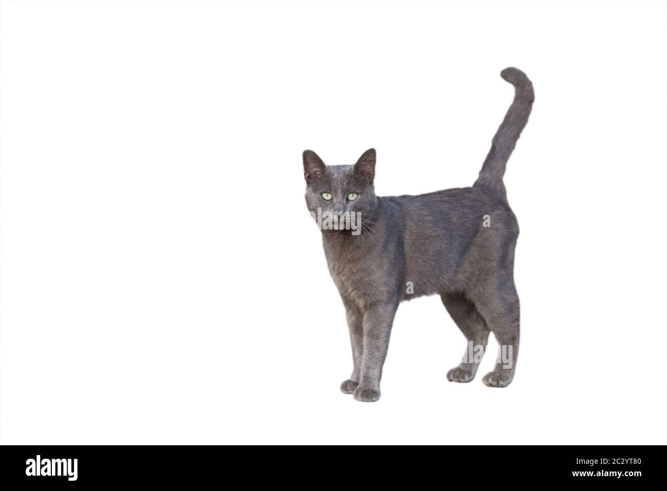 Black cat walking Cut Out Stock Images & Pictures - Alamy