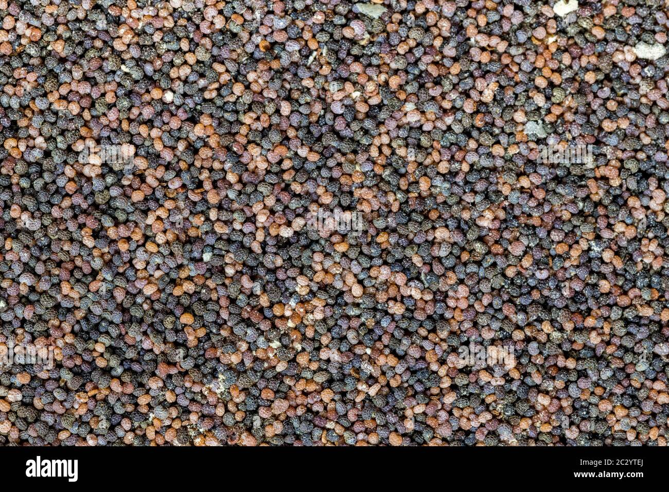 Spread poppy seeds hi-res stock photography and images - Alamy