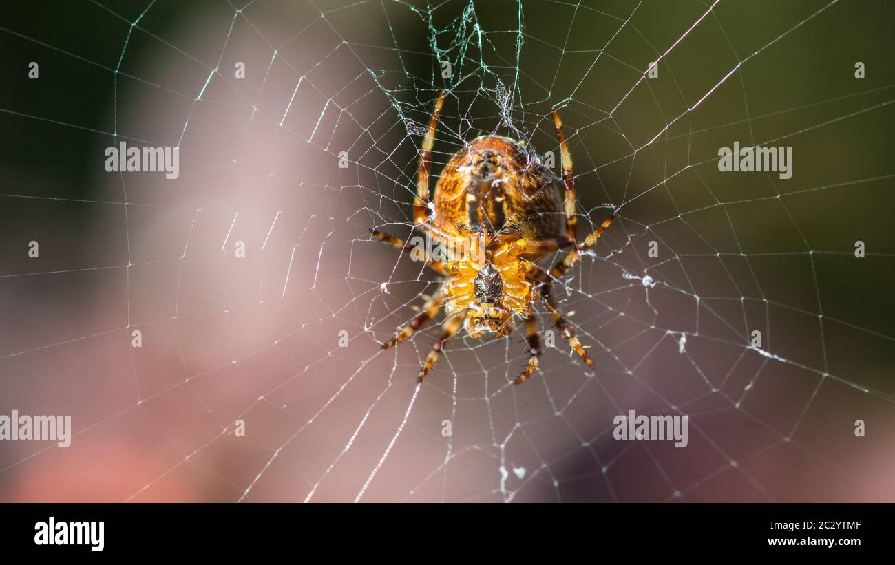 A macro shot of the underside of a garden spider resting in its web ...