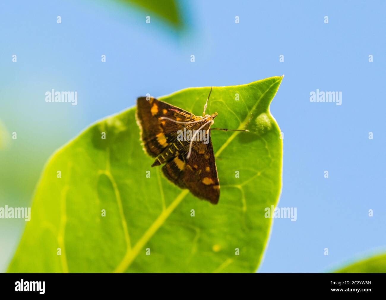 A macro shot of a mint moth hiding on the underside of a privet hedge ...