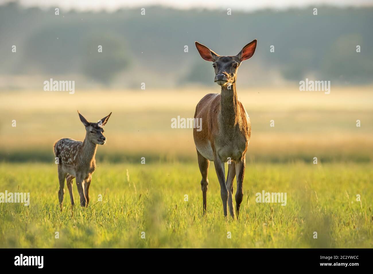Red deer hind with calf walking at sunset. Mother and child animal in ...