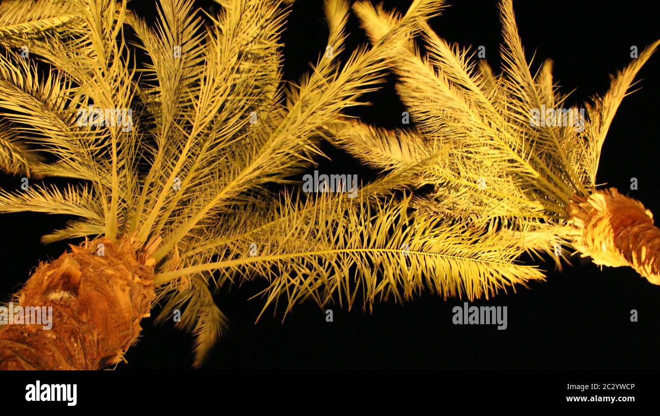 Top view date palm tree hi-res stock photography and images - Alamy