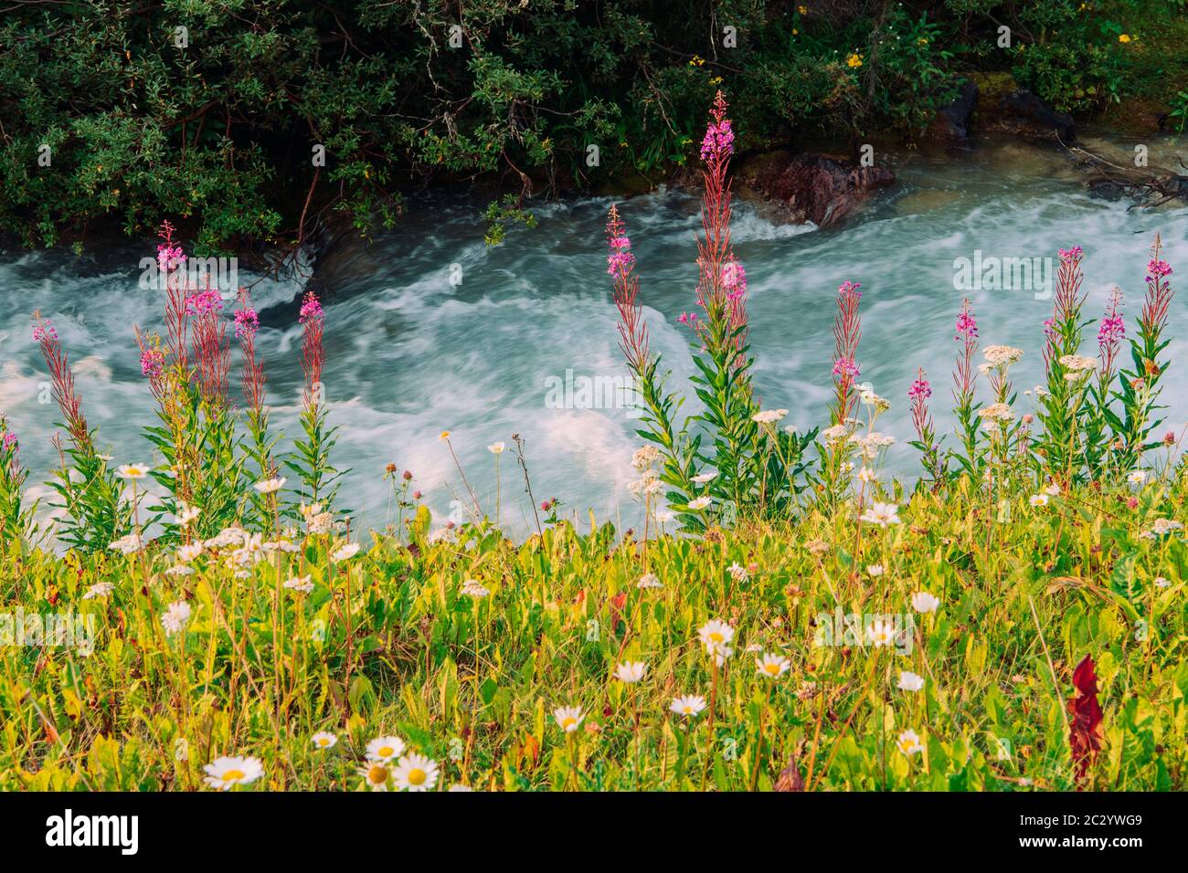 Wildflowers next to stream hi-res stock photography and images - Alamy