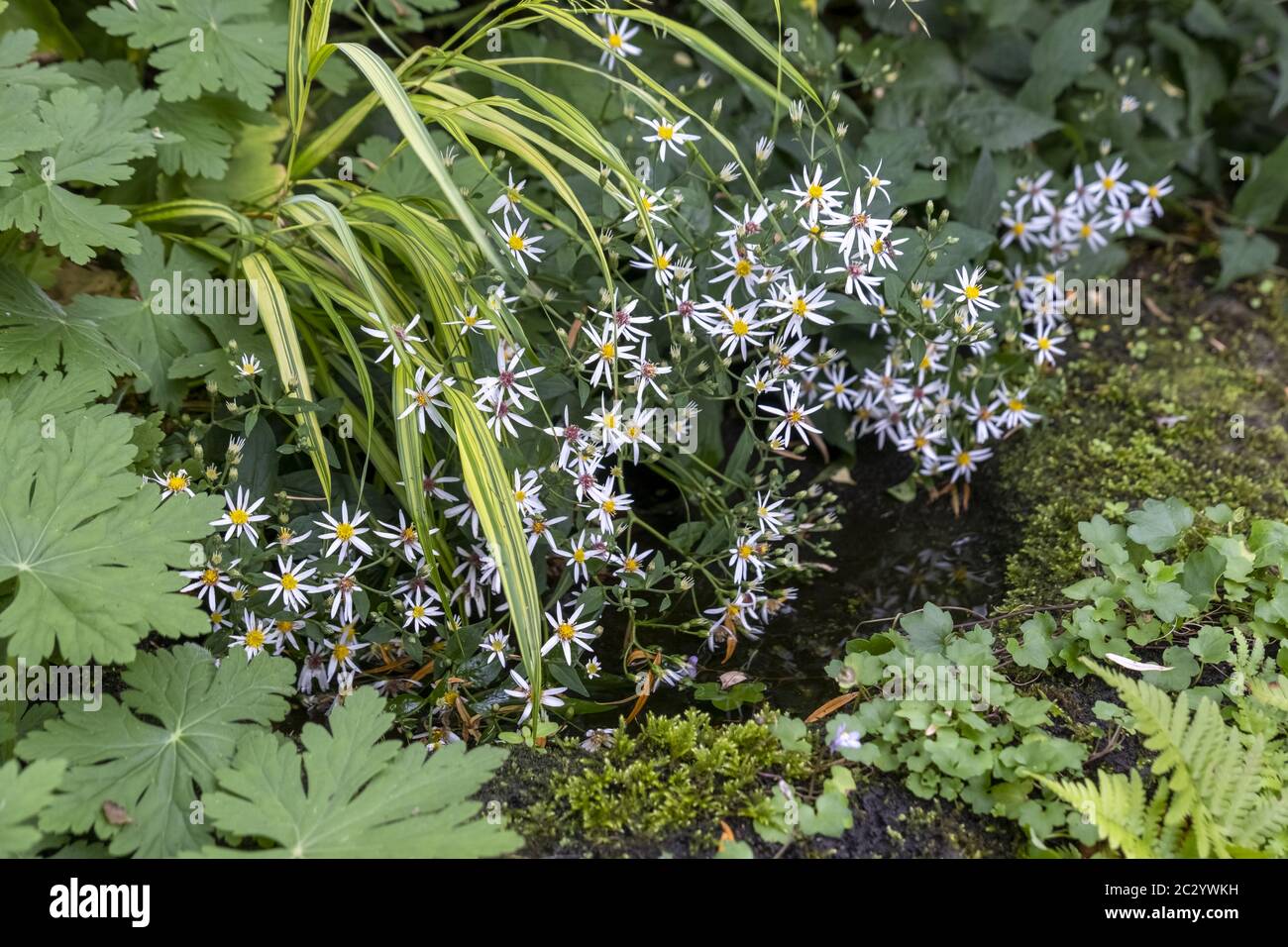 Infirma hi-res stock photography and images - Alamy