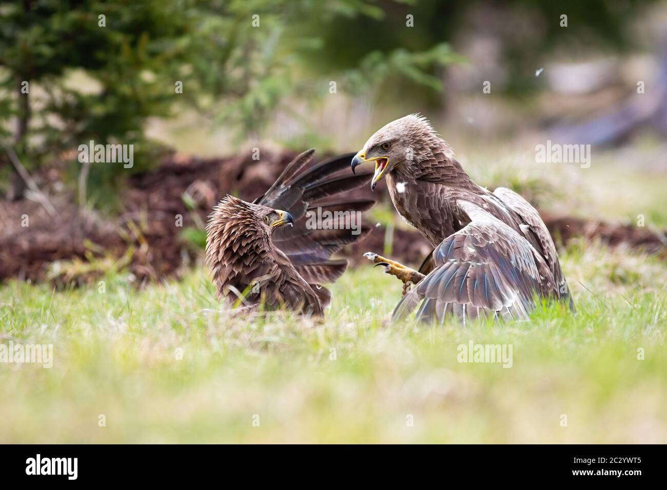 Two lesser spotted eagles hi-res stock photography and images - Alamy