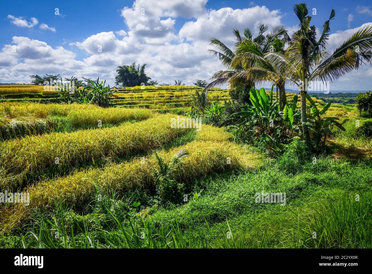 Jatiluwih paddy field rice terraces in Bali, Indonesia Stock Photo - Alamy