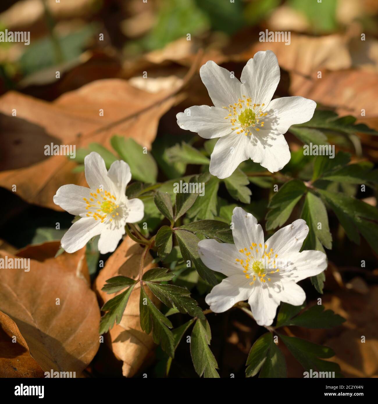 Wood anemones (Anemone nemorosa), Wilden, North Rhine-Westphalia ...