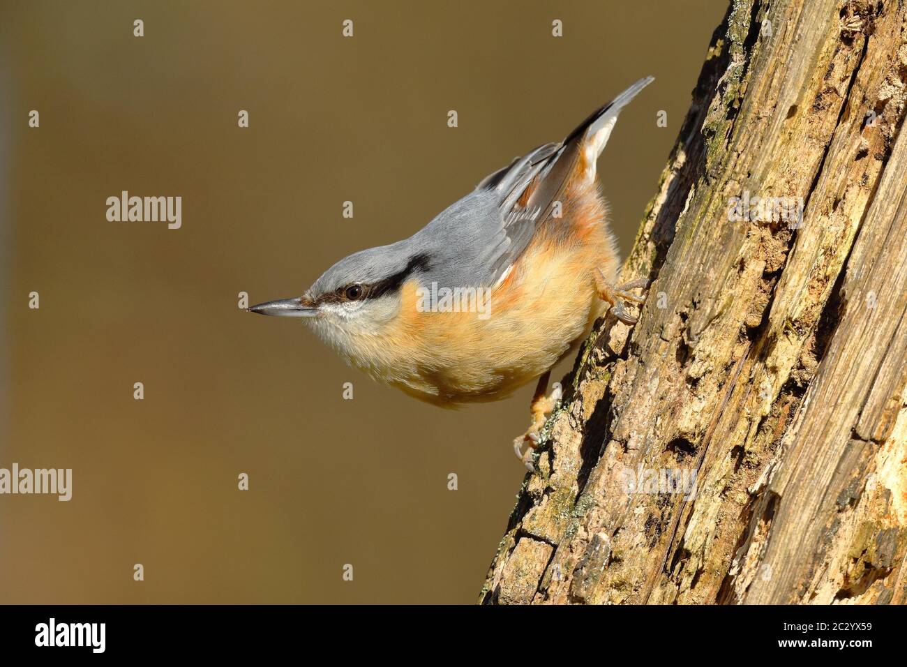Eurasian nuthatch (Sitta europaea) running down a tree, Wilden, North ...