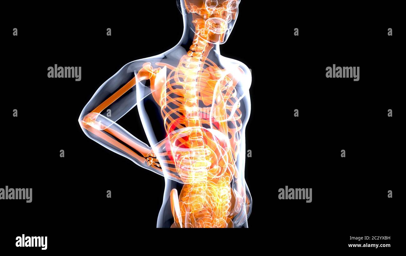 3D motion design of a liver anatomy concept Stock Photo - Alamy