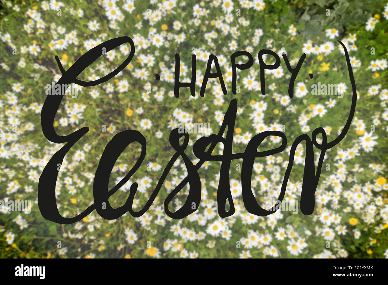 English Calligraphy Happy Easter. Top View Of Daisy Flower Meadow In ...