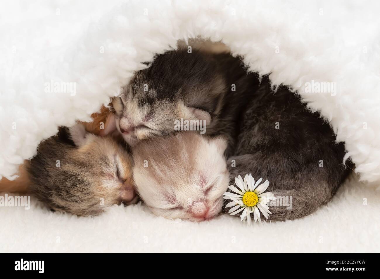 Cute newborn kittens sleeping together Stock Photo - Alamy