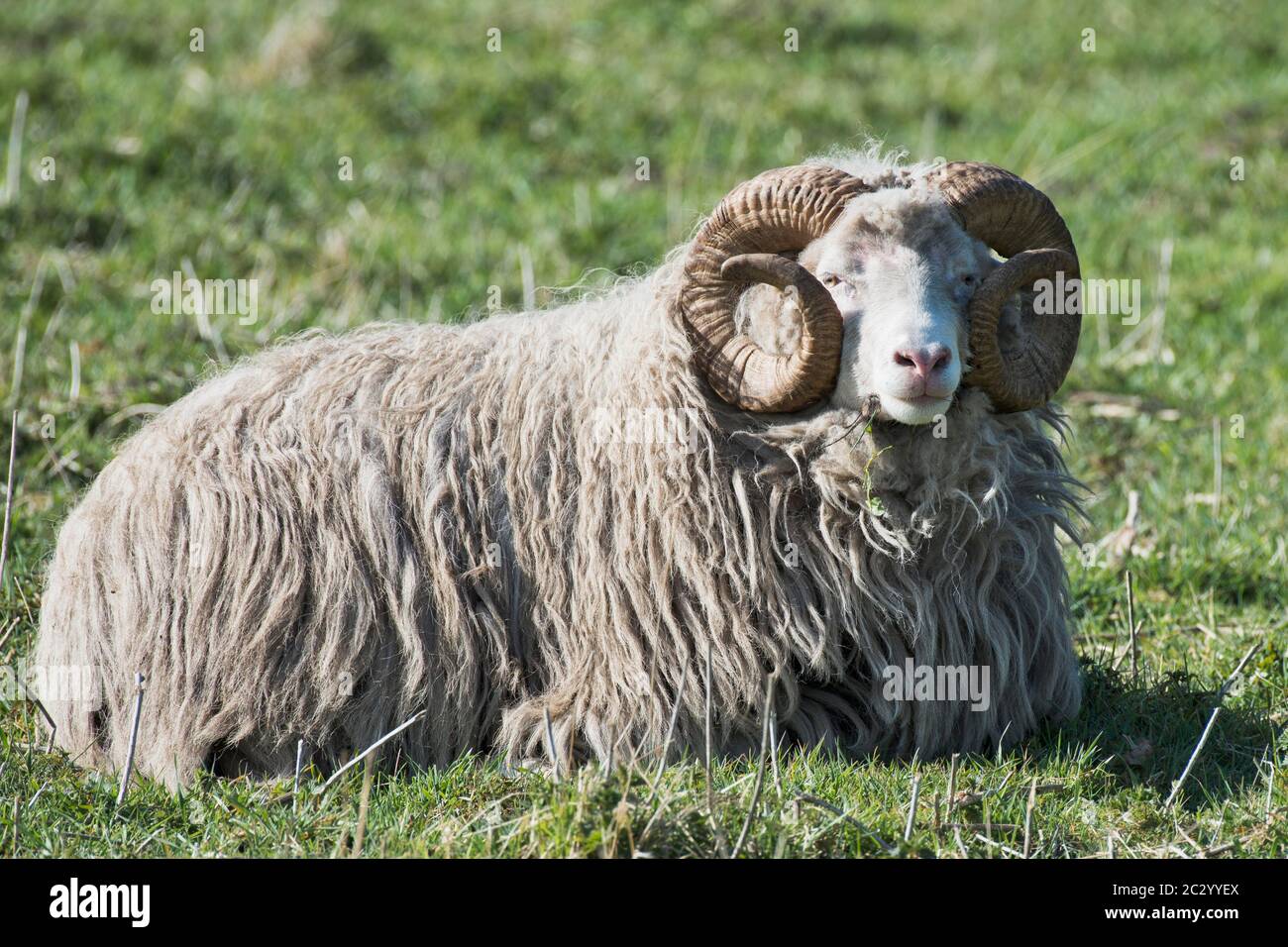 Skudde ovis orientalis aries hi-res stock photography and images - Alamy