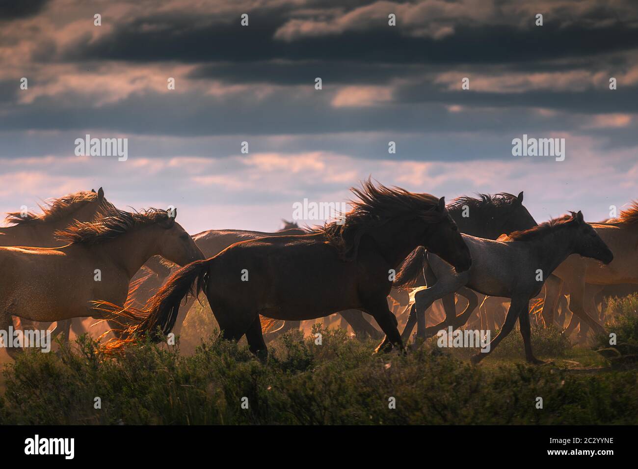Herd of horses in the mongolian steppe, Dornod province, Mongolia Stock ...