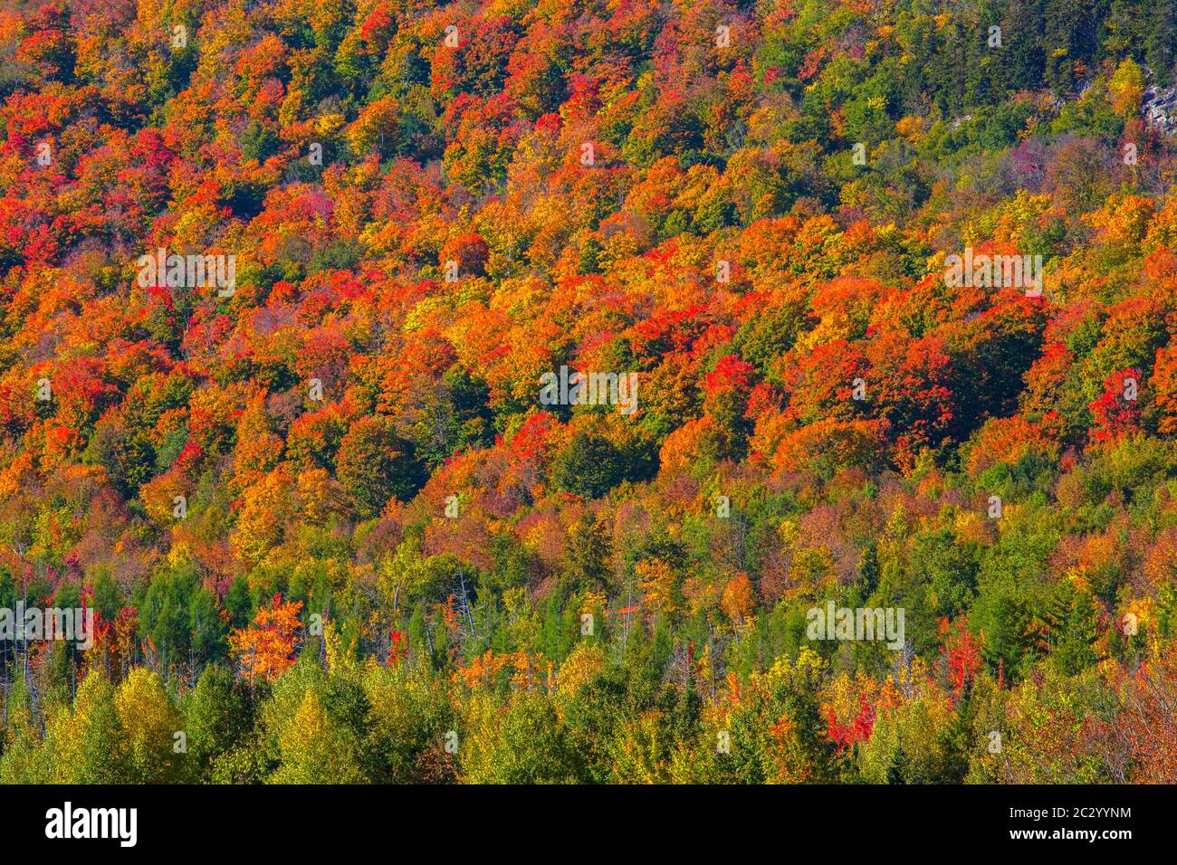 Indian summer canada hi-res stock photography and images - Alamy