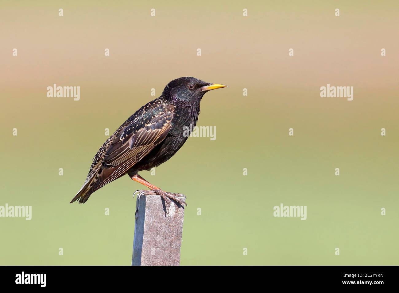 Starling (Sturnus vulgaris), adult bird sitting on fence post ...