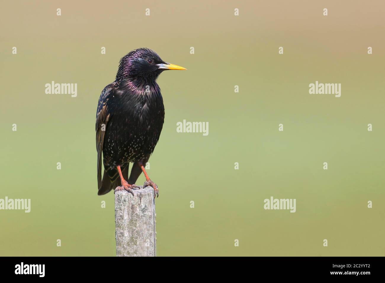 Starling (Sturnus vulgaris), adult bird sitting on fence post ...