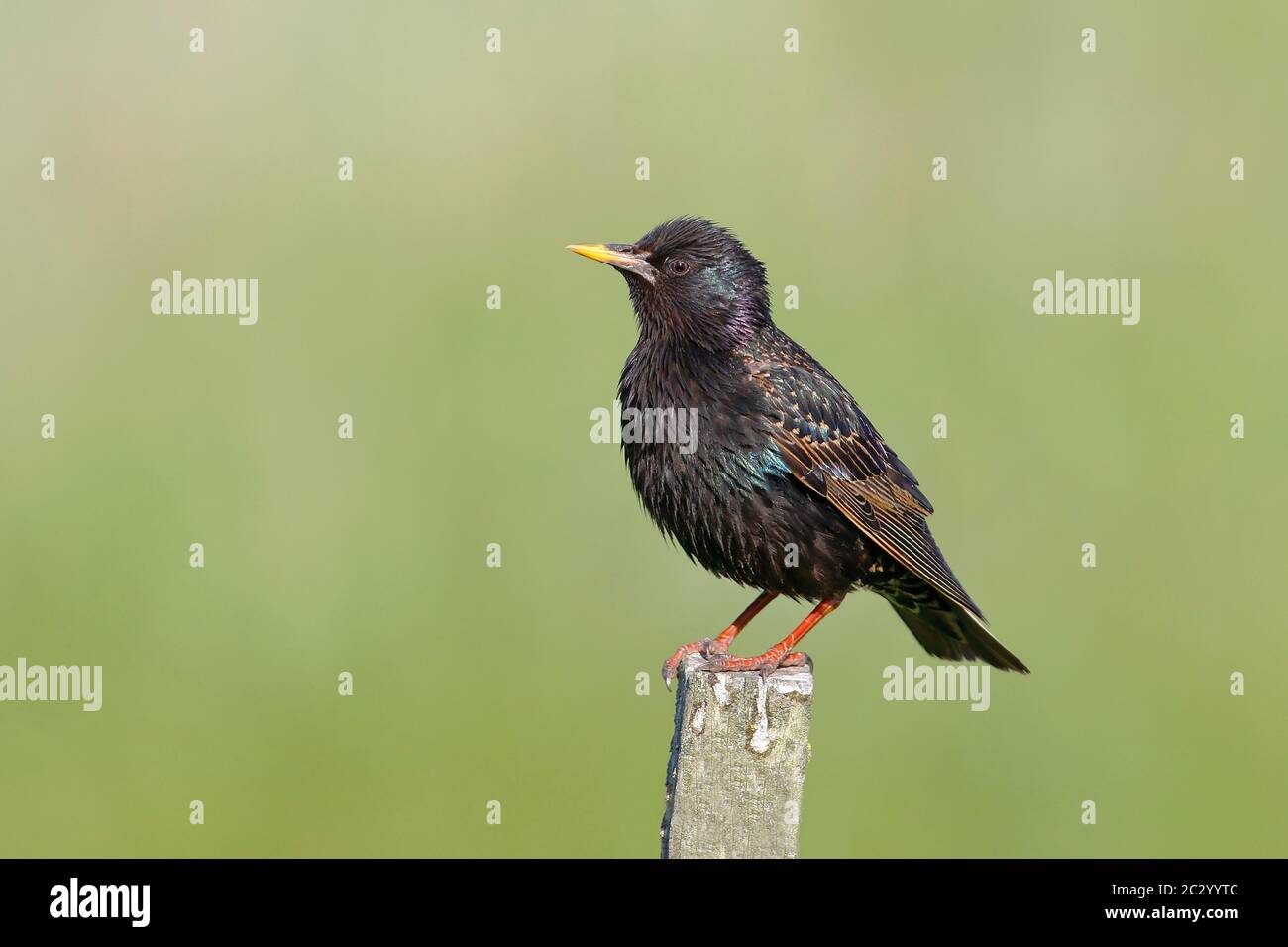 Starling (Sturnus vulgaris), adult bird sitting on fence post ...