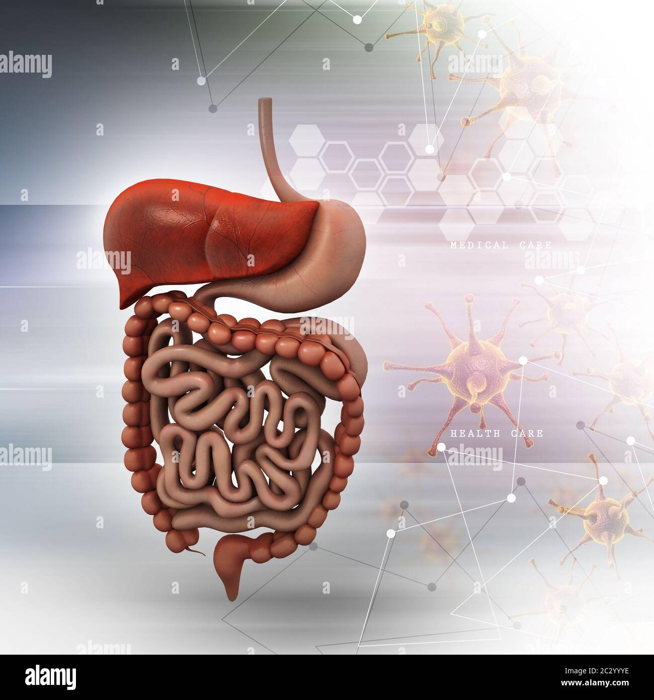 Human digestive system with color background Stock Photo - Alamy