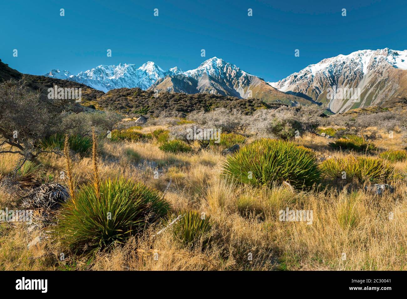 Harakeke hi-res stock photography and images - Alamy