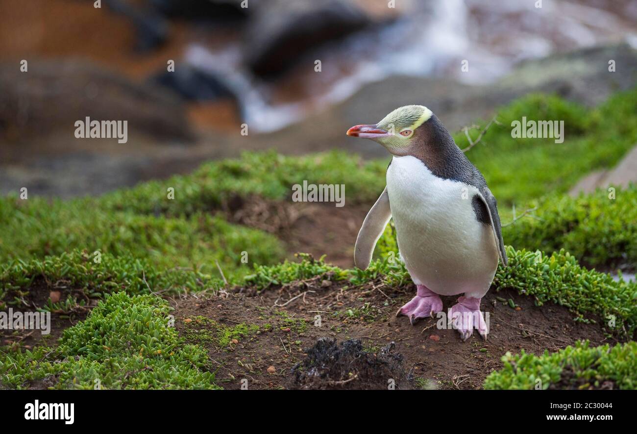 Endangered yellow eyed penguin megadyptes antipodes hi-res stock ...