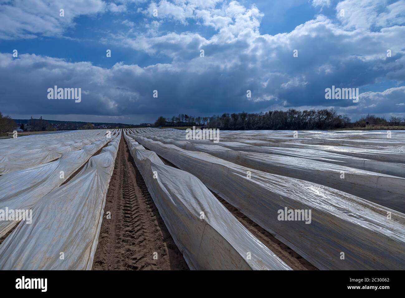 Asparagus fields covered with foil, Eckental, Middle Franconia, Bavaria ...