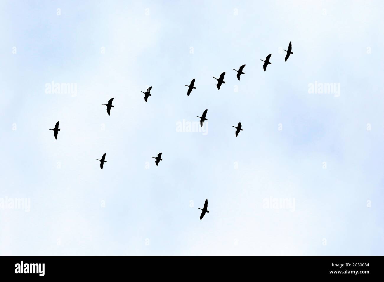 Canada goose (Branta canadensis), flock of birds in formation flight ...